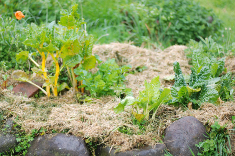 Step 3: How to mulch your garden (and why you should) — Ooooby Blog Step 3: How to mulch your garden (and why you should) — Ooooby Blog